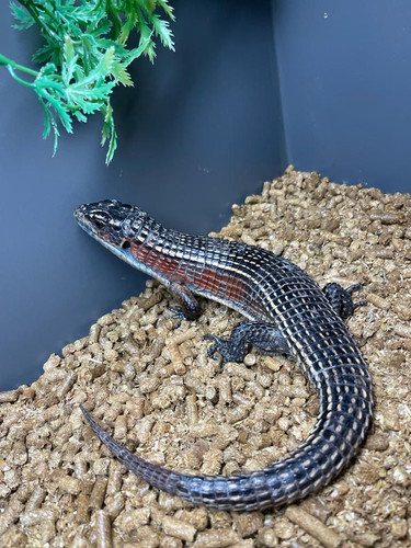 Sudan Plated Lizard | Birmingham Reptiles