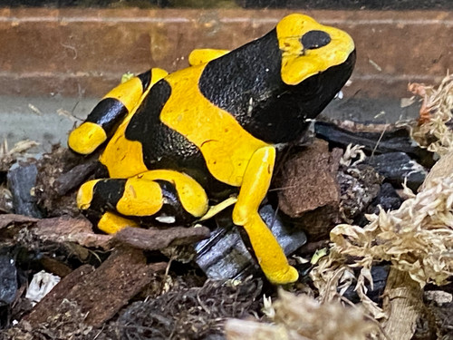 Banded Bumblebee Dart Frog | Birmingham Reptiles