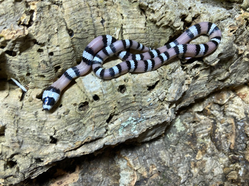 Anery Honduran Milk Snake | Birmingham Reptiles