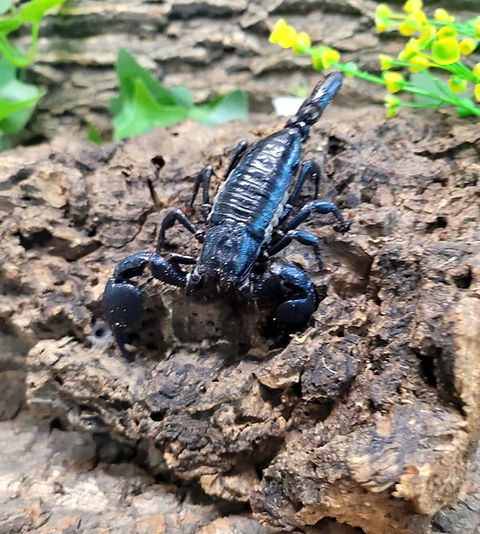 Blue Forest Scorpion
