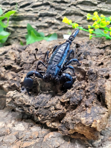 Asian Blue Forest Scorpion (Javanimetrus Cyaneus)Scorpion | Birmingham ...