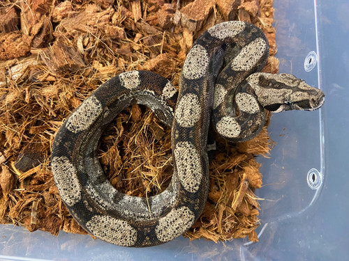 Normal Central American Dwarf Boa 100% het Sharp Albino | Birmingham ...
