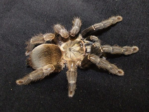 Orange Mouth - Psalmopoeus reduncus | Birmingham Reptiles