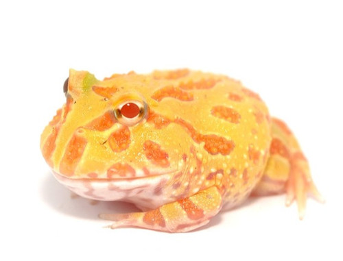 Albino Horned Frog | Birmingham Reptiles