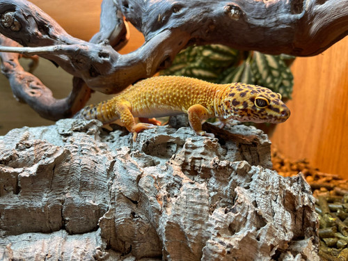 Hypo Tangerine Carrot Tail Leopard Gecko | Birmingham Reptiles