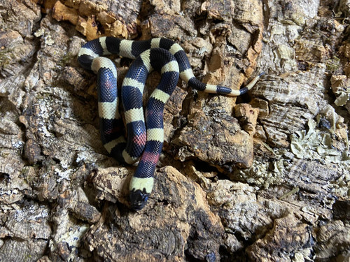 Oreo Pueblan Milk Snake | Birmingham Reptiles