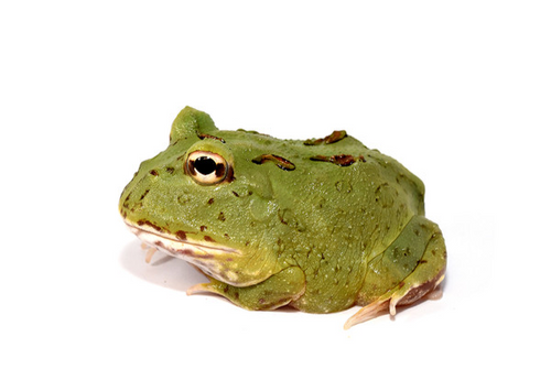 Matcha Horned Frog | Birmingham Reptiles