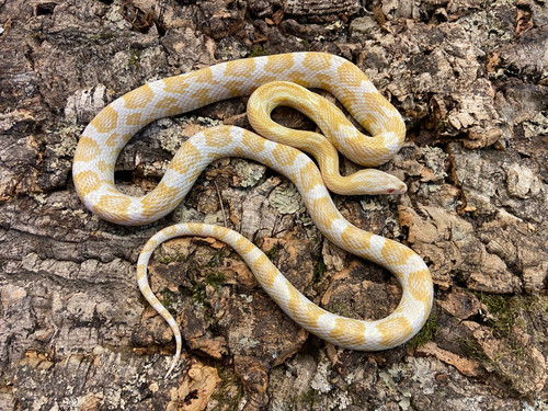 Butter Corn Snake | Birmingham Reptiles