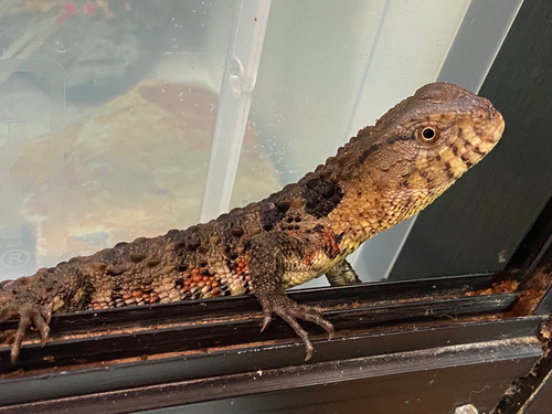 Chinese Crocodile Lizard with Cites Papers | Birmingham Reptiles