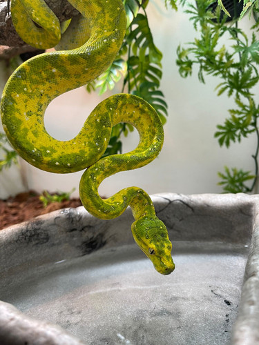 High Yellow Biak Green Tree Python | Birmingham Reptiles
