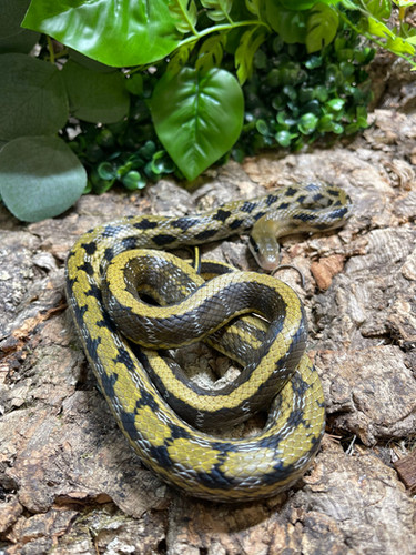 Taiwan Beauty Snake | Birmingham Reptiles
