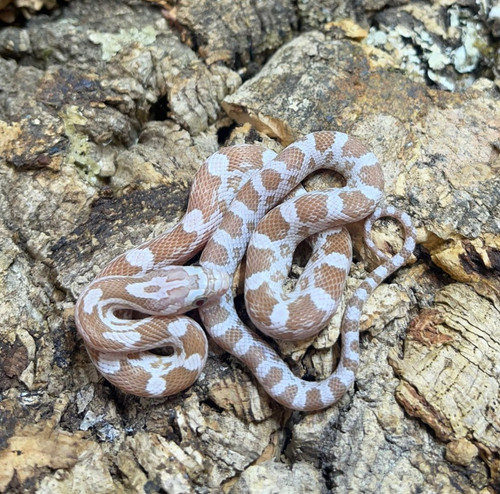 Amber Corn Snake | Birmingham Reptiles