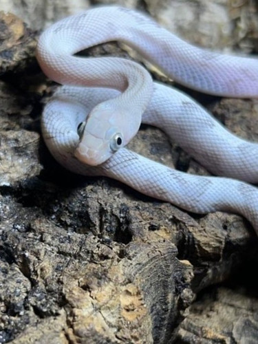 Axanthic Blonde Trans Pecos Rat Snake | Birmingham Reptiles