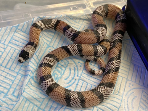Anery Honduran Milk Snake | Birmingham Reptiles