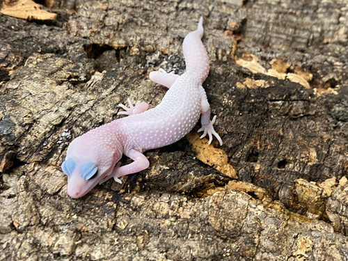 Super Snow Tremper Patternless Leopard Gecko | Birmingham Reptiles