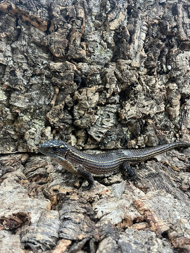 Sudan Plated Lizard | Birmingham Reptiles