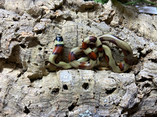 Aberrant Stuarts Milk Snake | Birmingham Reptiles
