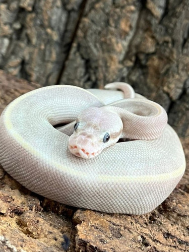 Purple Passion Royal Python | Birmingham Reptiles