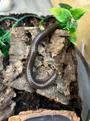 Green Long Legged Millipede | Birmingham Reptiles