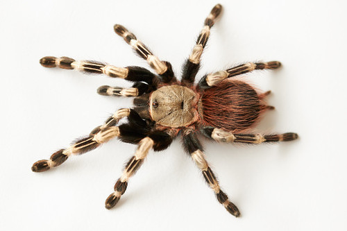 White Striped Birdeater | Birmingham Reptiles