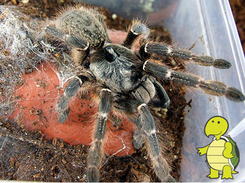 Rear Horned Baboon | Birmingham Reptiles