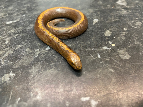 Striped Kenyan Sand Boa | Birmingham Reptiles
