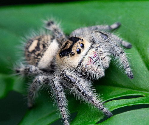 Regal Jumping Spider | Birmingham Reptiles