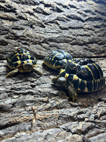 Western Dwarf Hermann's Tortoise | Birmingham Reptiles