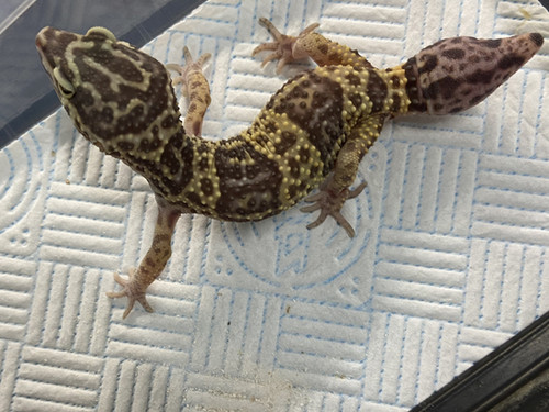 Chocolate Albino Leopard Gecko | Birmingham Reptiles