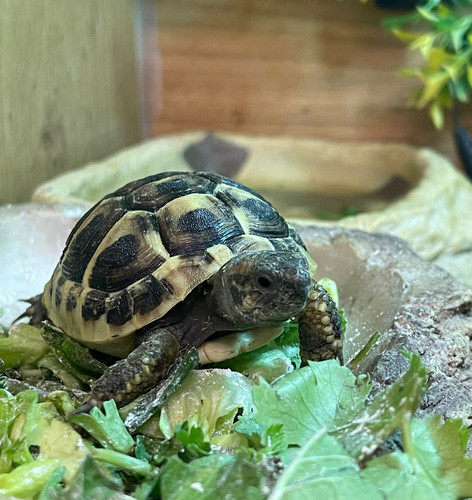 Western Dwarf Hermann's Tortoise | Birmingham Reptiles