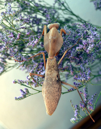 Timor Shield Mantis | Birmingham Reptiles