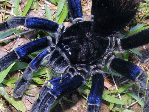 Bolivian Steely Blue Leg | Birmingham Reptiles