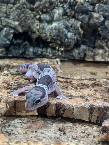 Oreo Fat Tail Gecko | Birmingham Reptiles