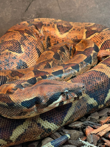 Nicaraguan Dwarf Boa | Birmingham Reptiles