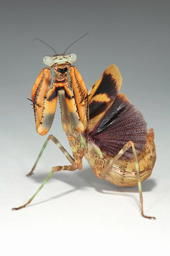 Budwing Mantis | Birmingham Reptiles
