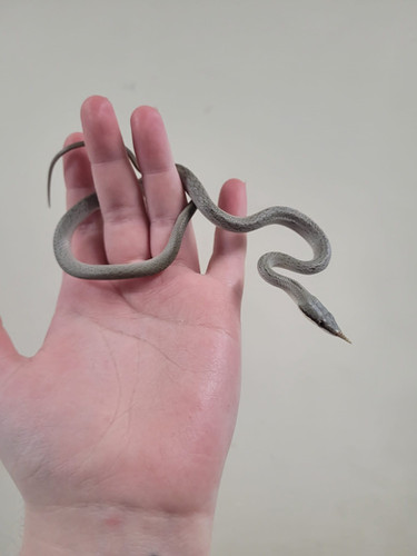 Rhino Rat Snake | Birmingham Reptiles