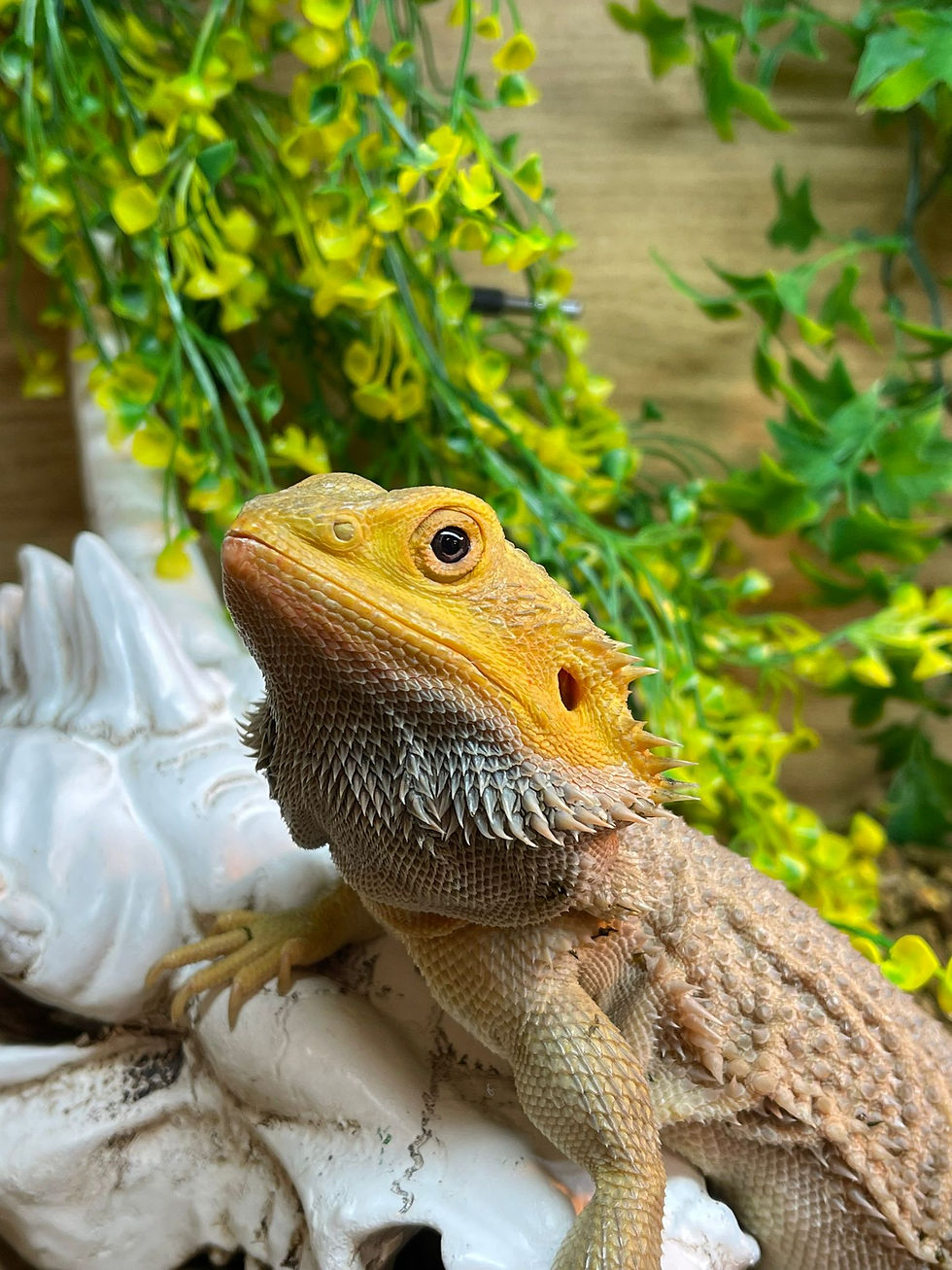 Lizards | Birmingham Reptiles and Pets | England 2/6