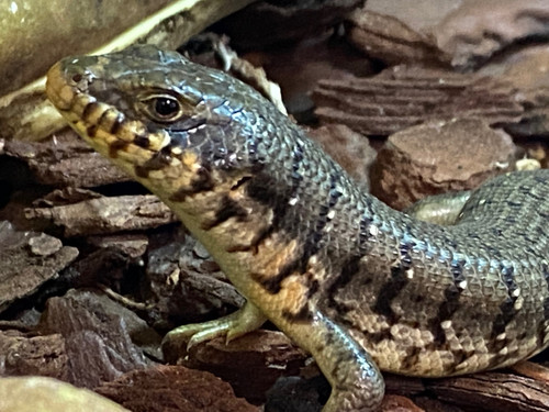Kenyan Zebra Skink | Birmingham Reptiles