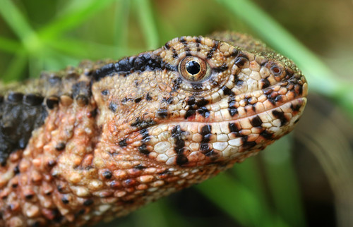 Chinese Crocodile Lizard with Cites Papers | Birmingham Reptiles