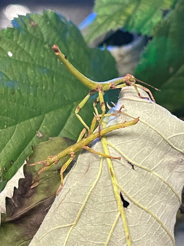 Giant Lime Green Stick Insects | Birmingham Reptiles