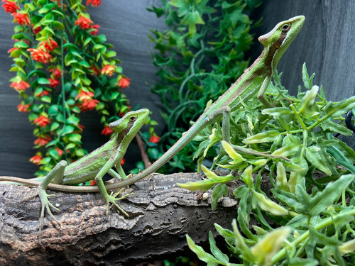 Conehead Lizard (Casque Head Iguana) | Birmingham Reptiles