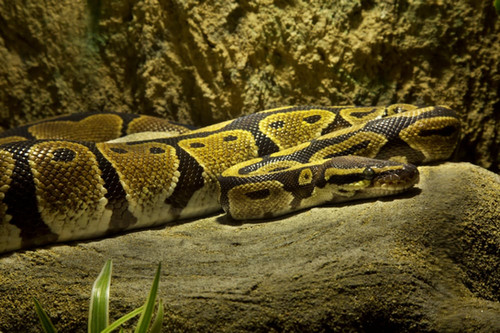 Royal Python - Wooden Vivarium | Birmingham Reptiles