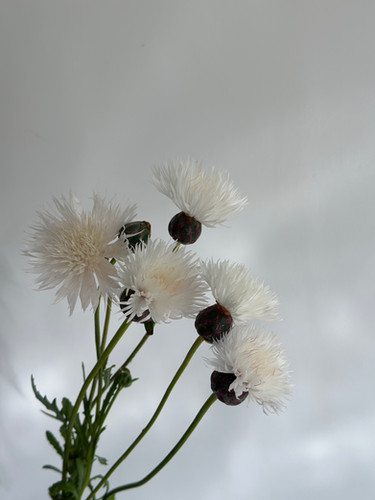 Sweet Sultan- the Bride | Studio 24 Botanicals