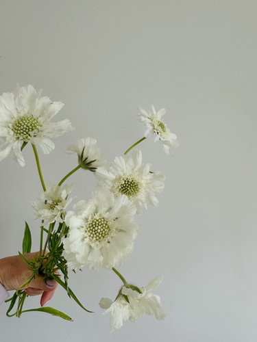 Fama White Scabiosa | Studio 24 Botanicals