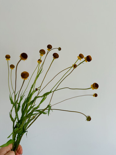 HELENIUM AUTUMN LOLLIPOP | Studio 24 Botanicals