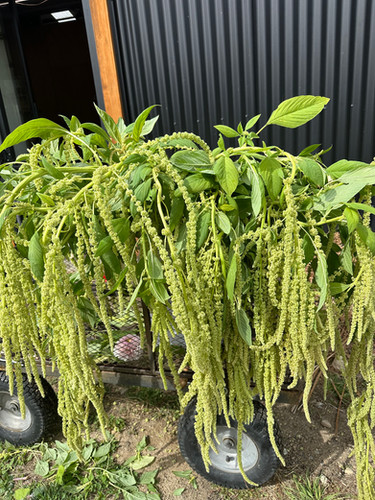 GREEN TAIL AMARANTHUS | Studio 24 Botanicals