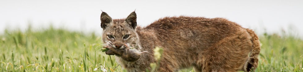 Wildlife Images | Point Reyes National Seashore