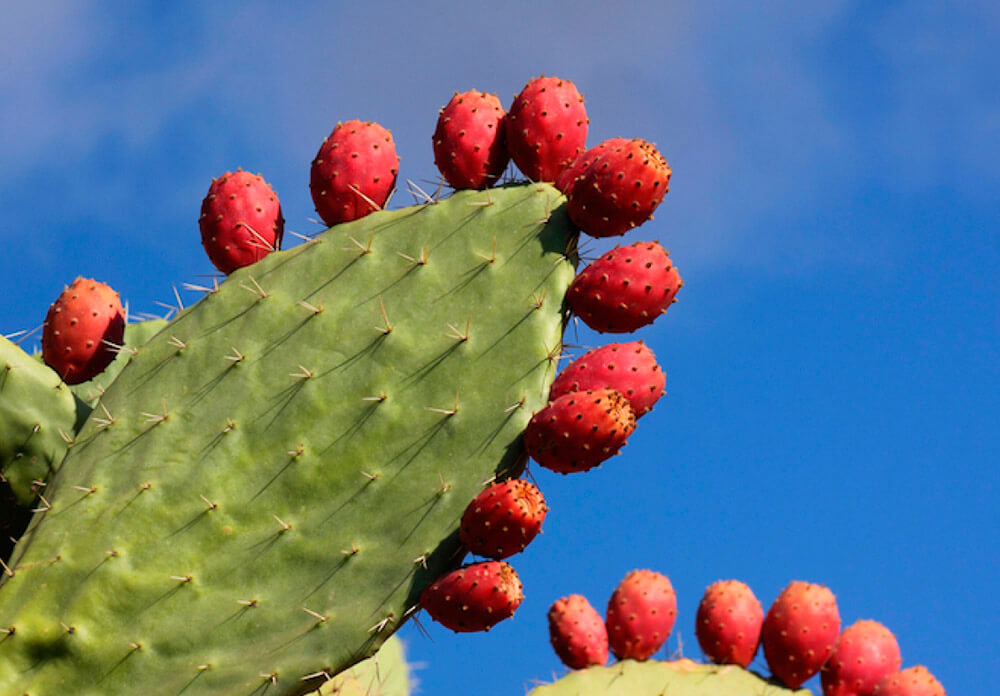 EL NOPAL SIMBOLO REPRESENTATIVO DE LA PATRIA EN NUESTRA GASTRONOMIA.