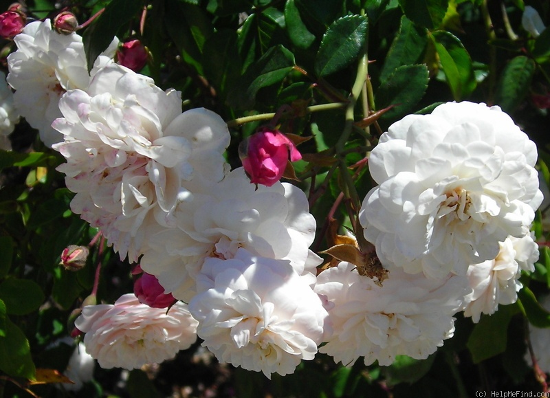 Cultivating a Still Mind with White Rose
