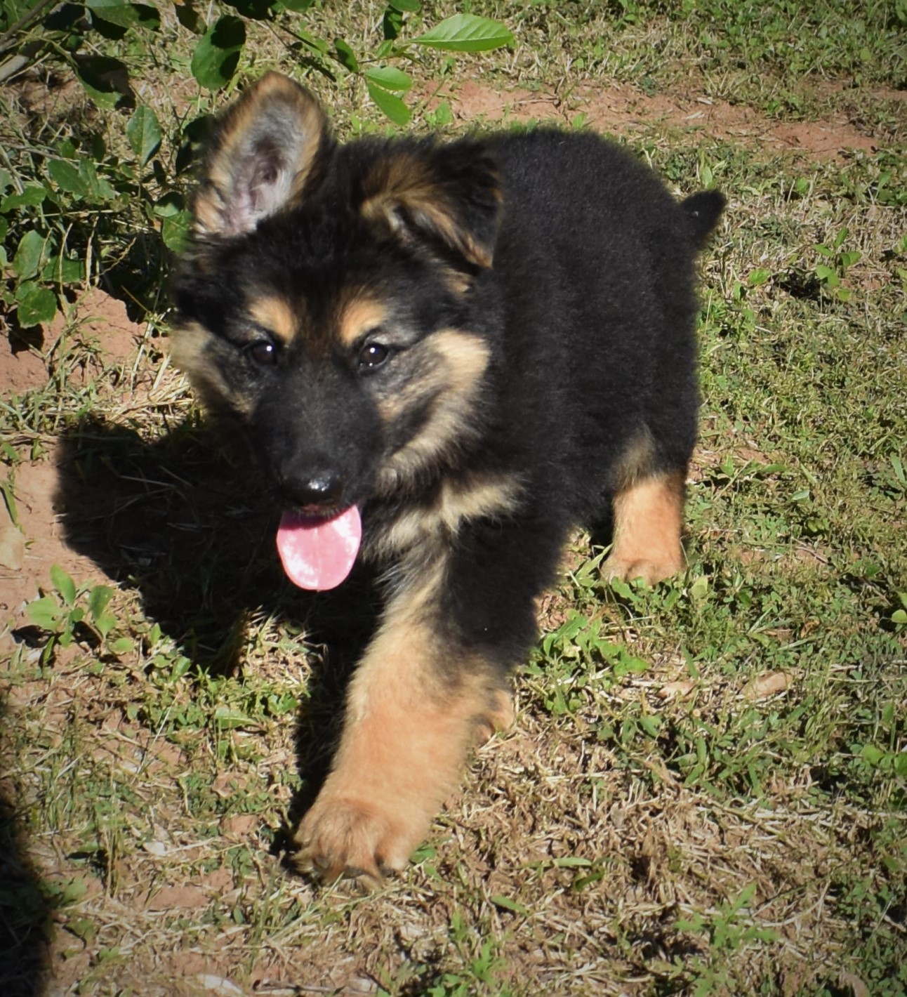 black and red giant german shepherd male